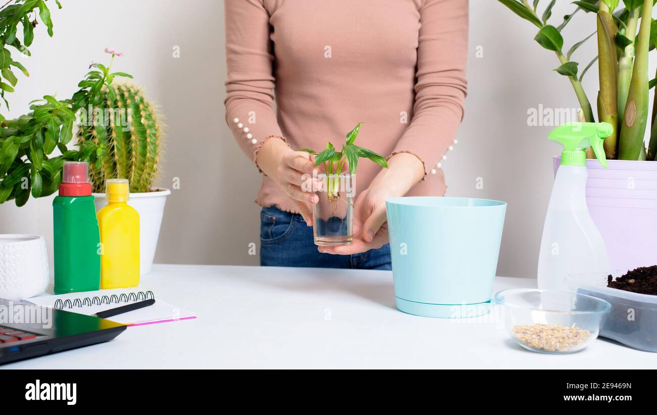 the process of planting a houseplant by a woman in a pot for ...