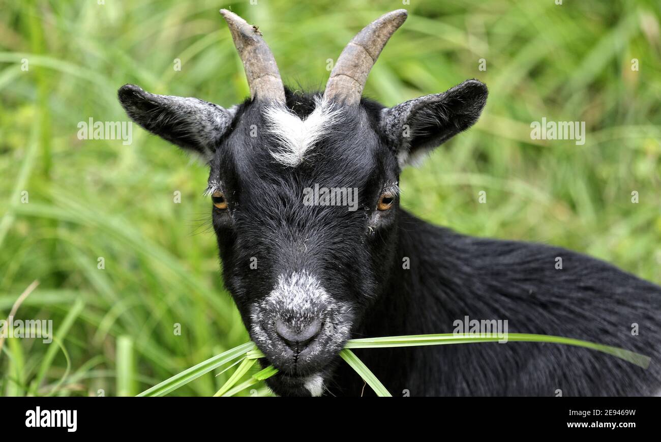 Closeup of a cute black goat with a white mark on forehead grazing a ...