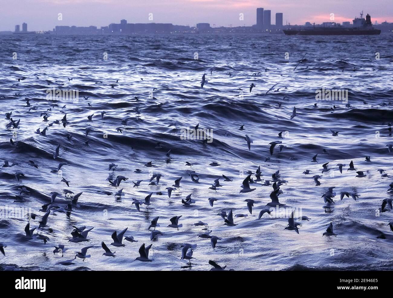Birds flying above the sea stock photo Stock Photo - Alamy