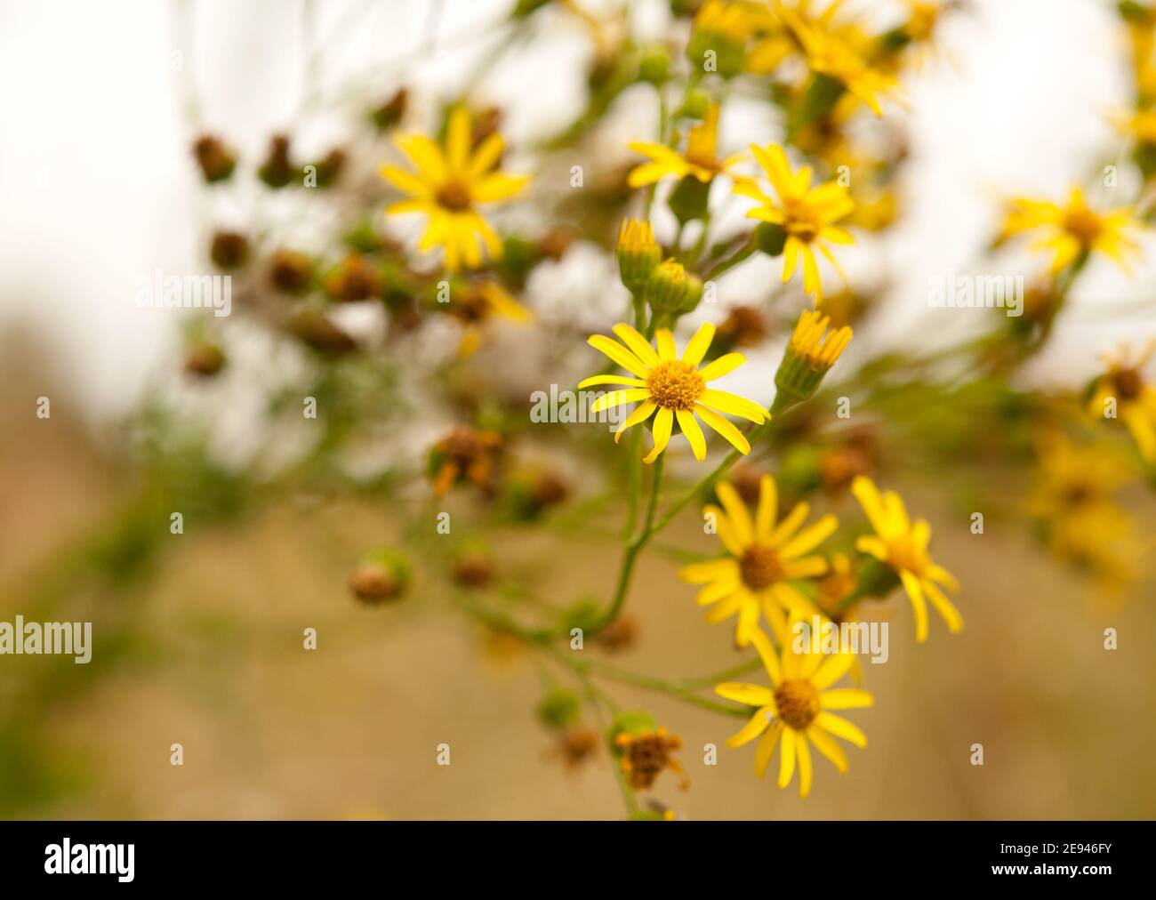 Close-up of wild yellow fleabane wildflowers in a field in France Stock ...