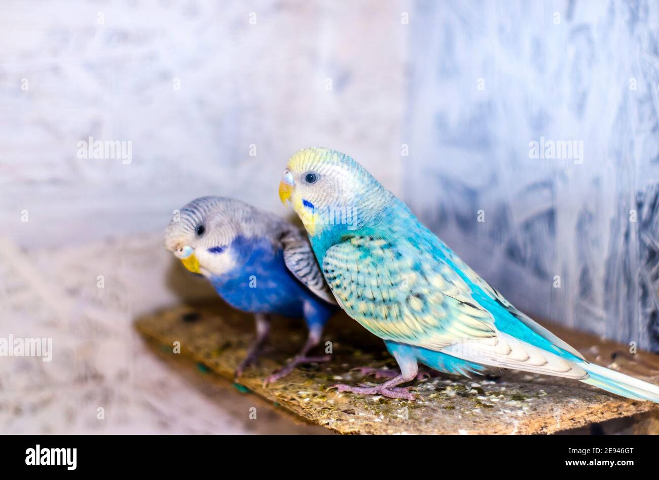 Violet budgie hi-res stock photography and images - Alamy