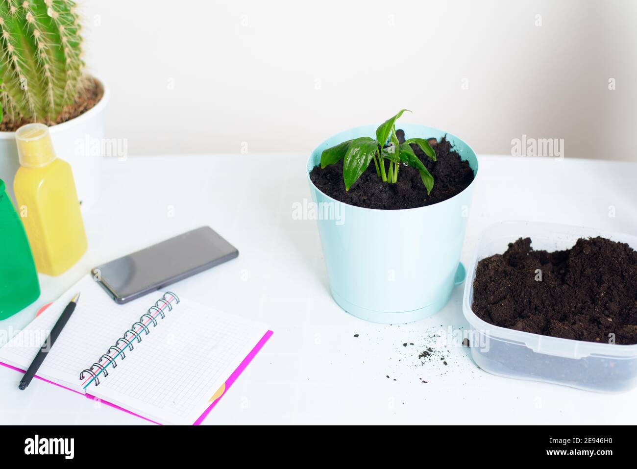 the process of planting a houseplant by a woman in a pot for ...