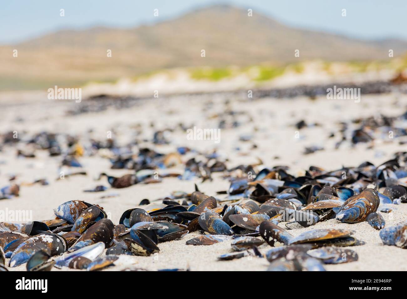 Marine shells of south africa hi-res stock photography and images - Alamy
