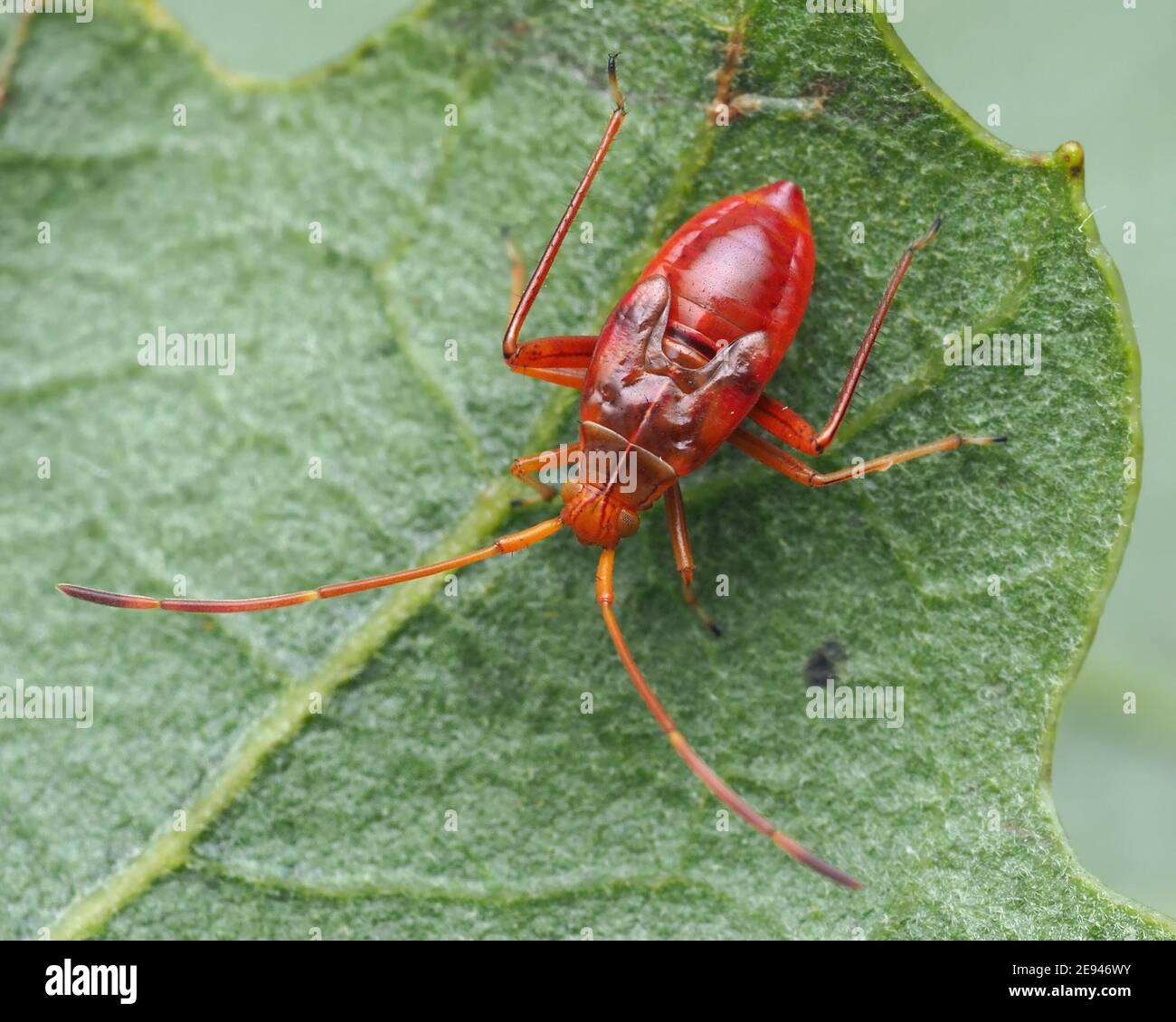 Miridae High Resolution Stock Photography and Images - Alamy