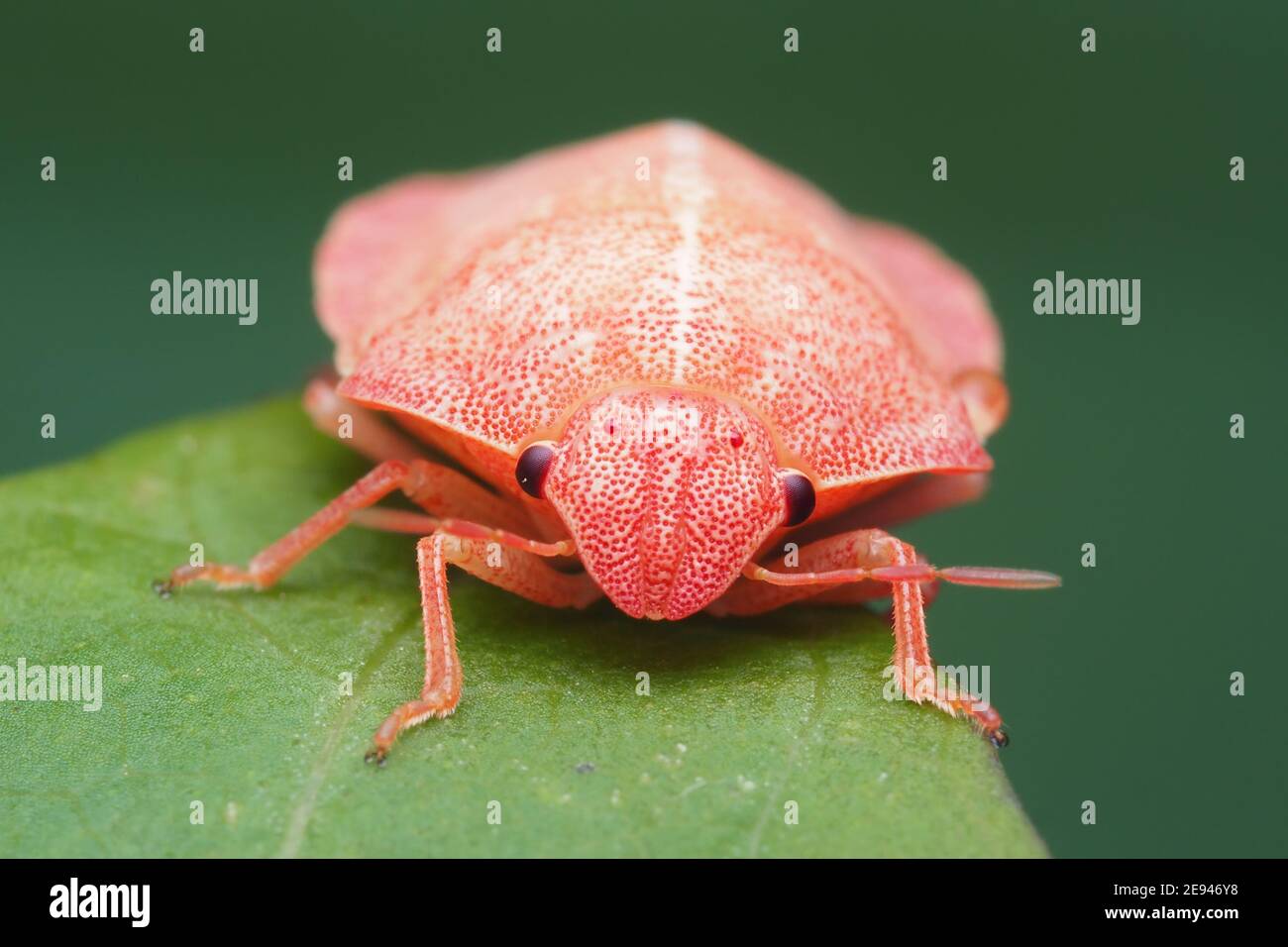 Frontal view of a Teneral Tortoise Shieldbug (Eurygaster testudinaria ...