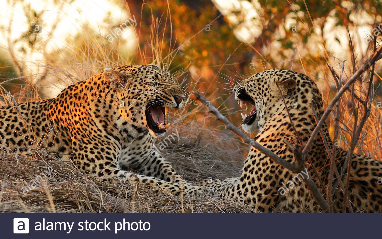 Leopards Fighting High Resolution Stock Photography and Images - Alamy