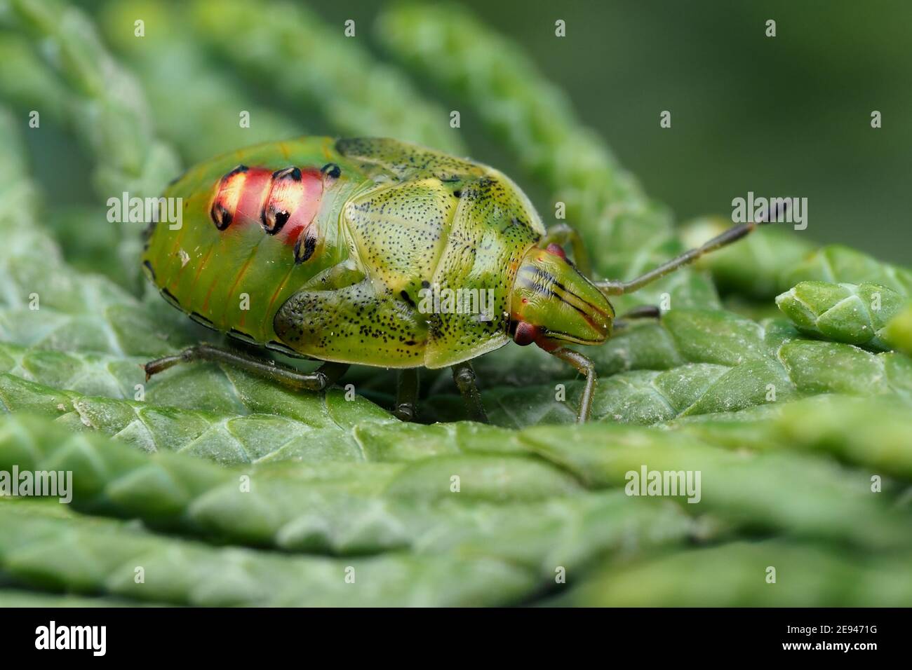 Juniper Shieldbug final instar nymph (Cyphostethus tristriatus) resting ...