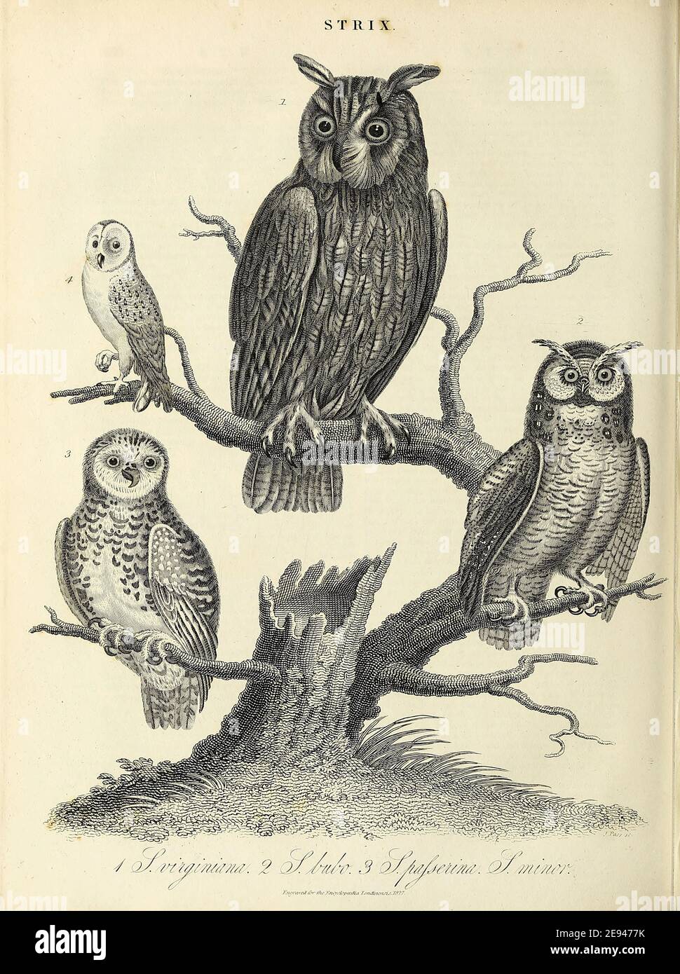 Genus strix hi-res stock photography and images - Alamy