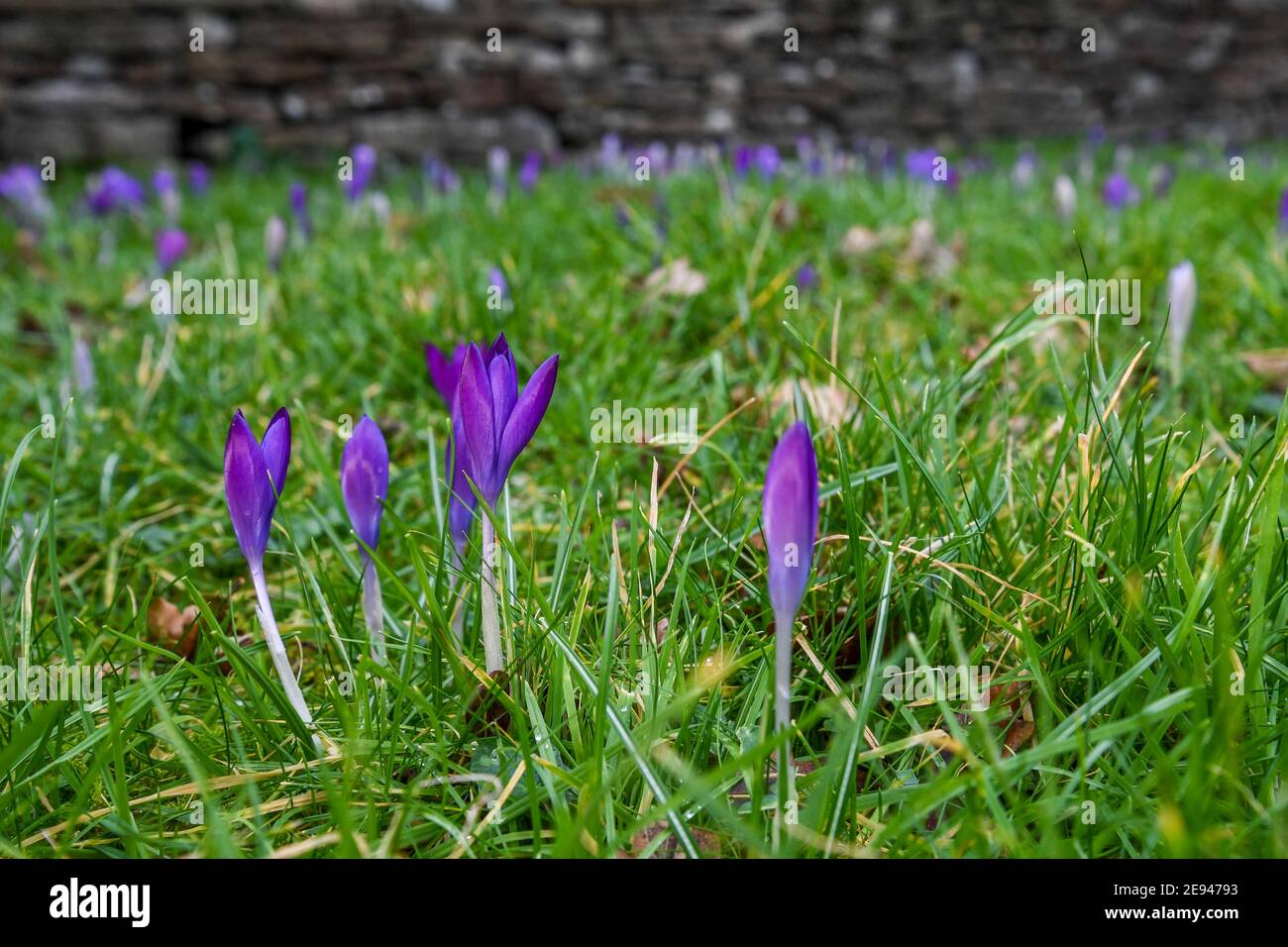 Purple marsh flowers hi-res stock photography and images - Alamy
