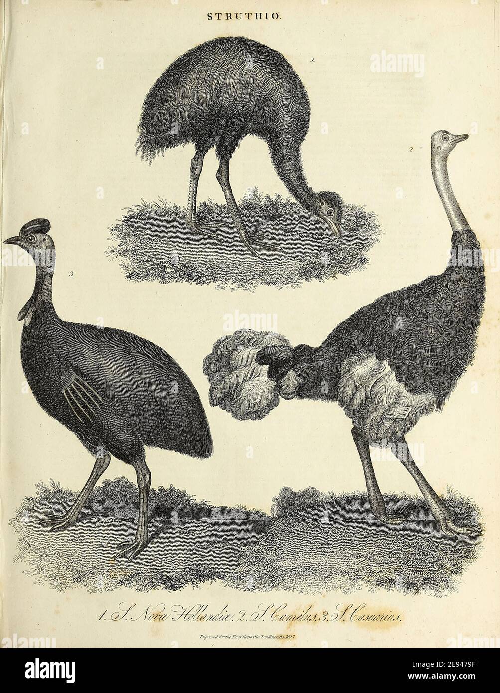 Struthio [Type genus of the Struthionidae: African ostriches ...
