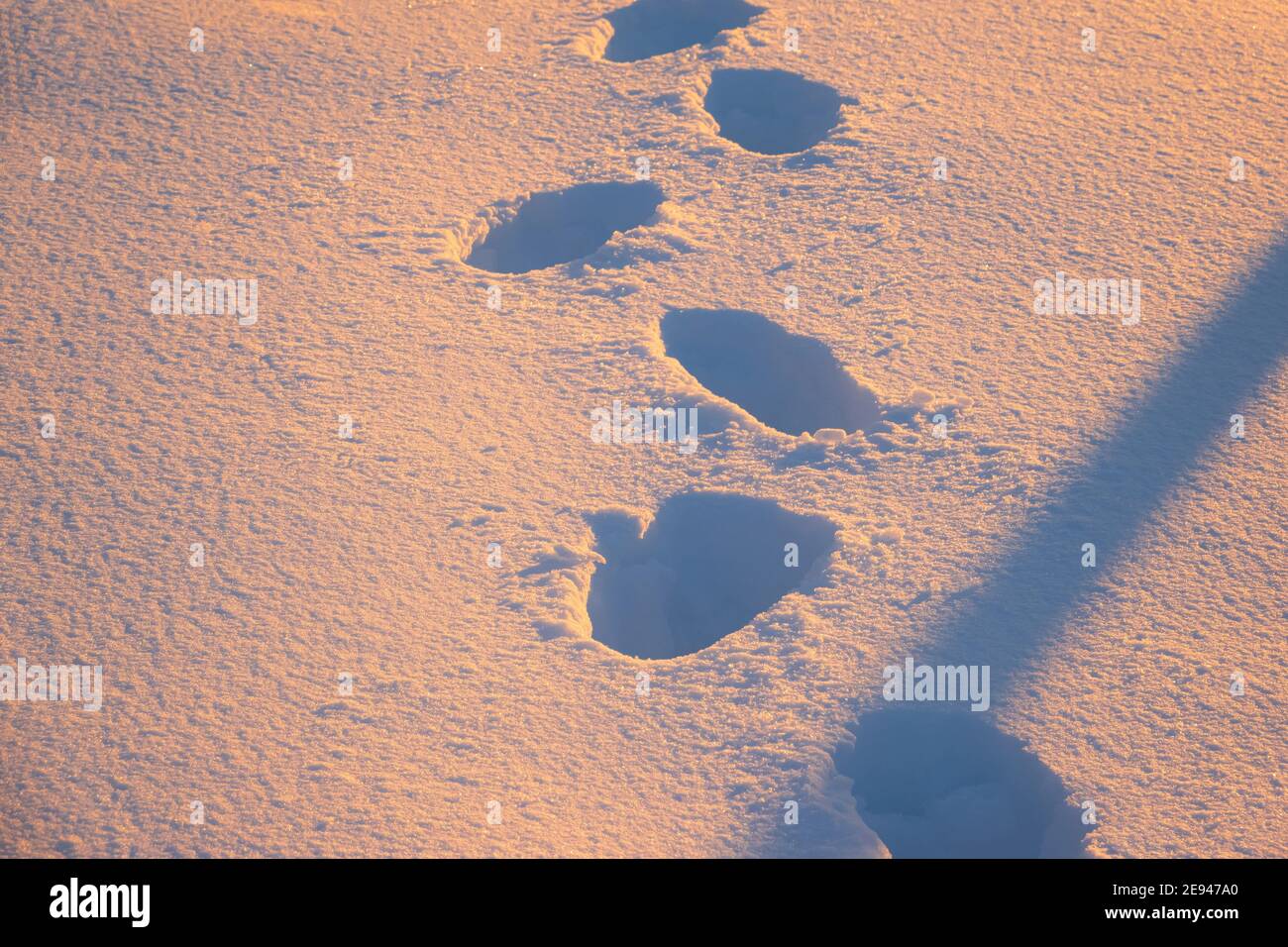 Fresh footprints in snow. Shoe marks on powder in winter. Walking ...