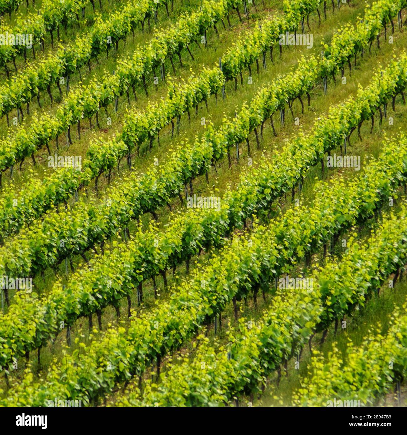 Aerial view of summer scenery with vineyard rows Stock Photo - Alamy