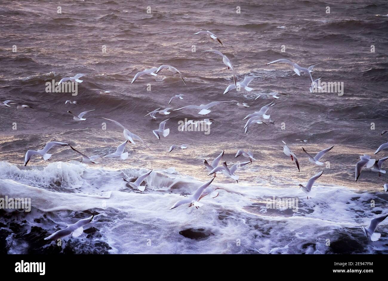 Birds flying above the sea stock photo Stock Photo - Alamy