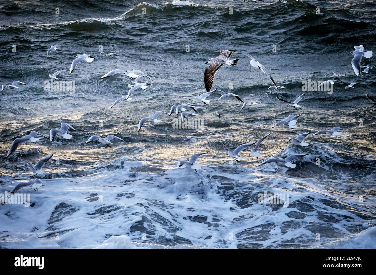 Birds flying above the sea stock photo Stock Photo - Alamy