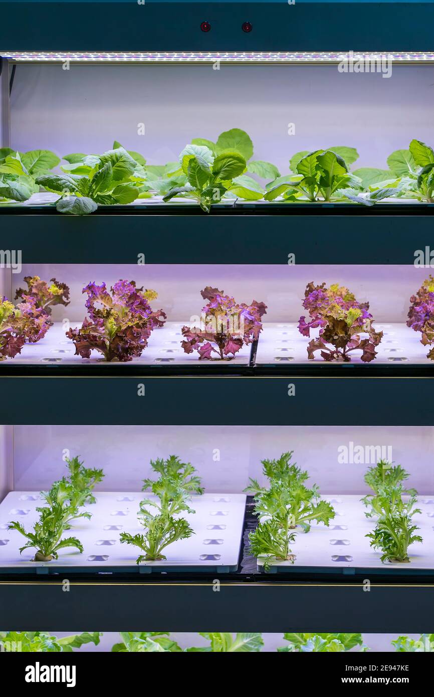 Organic hydroponic vegetable grow with LED Light Indoor farm ...