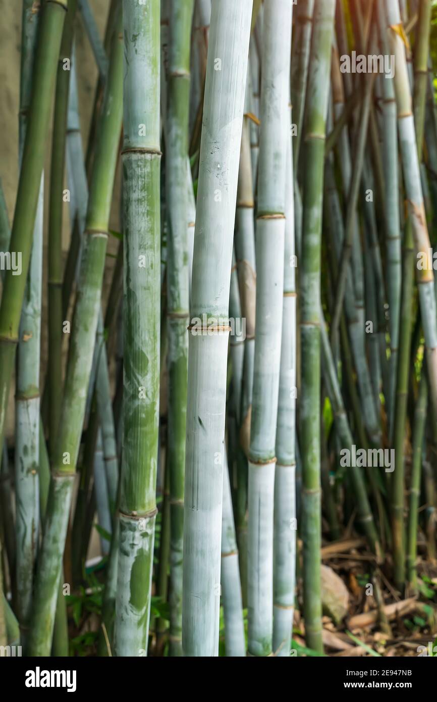 Bamboo branch in bamboo forest , Beautiful natural background Stock ...