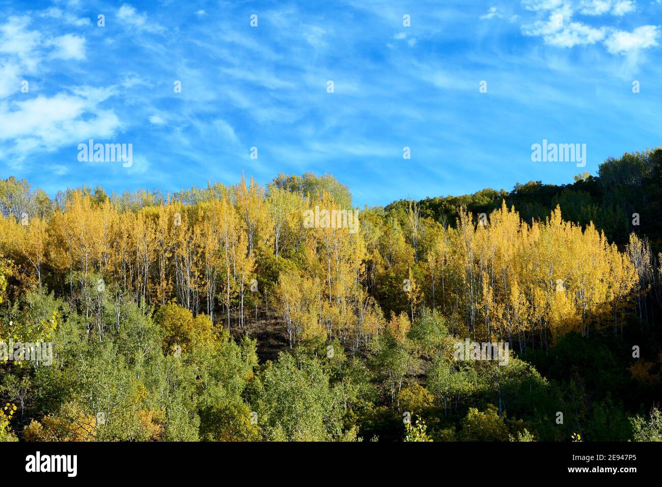 autumn sky view and tree view beautiful photo Stock Photo - Alamy