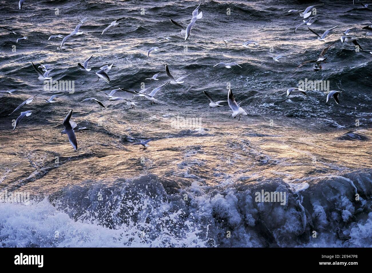 Birds flying above the sea stock photo Stock Photo - Alamy