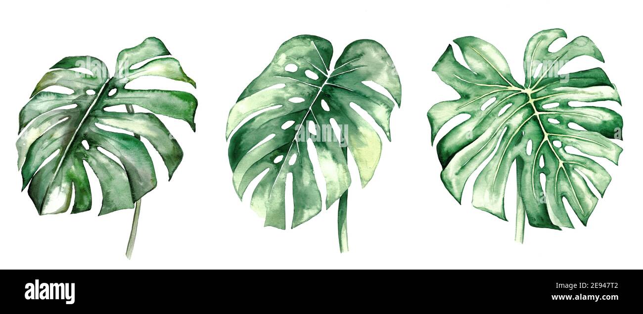 Watercolor monstera tropical leaves set illustration isolated Stock ...