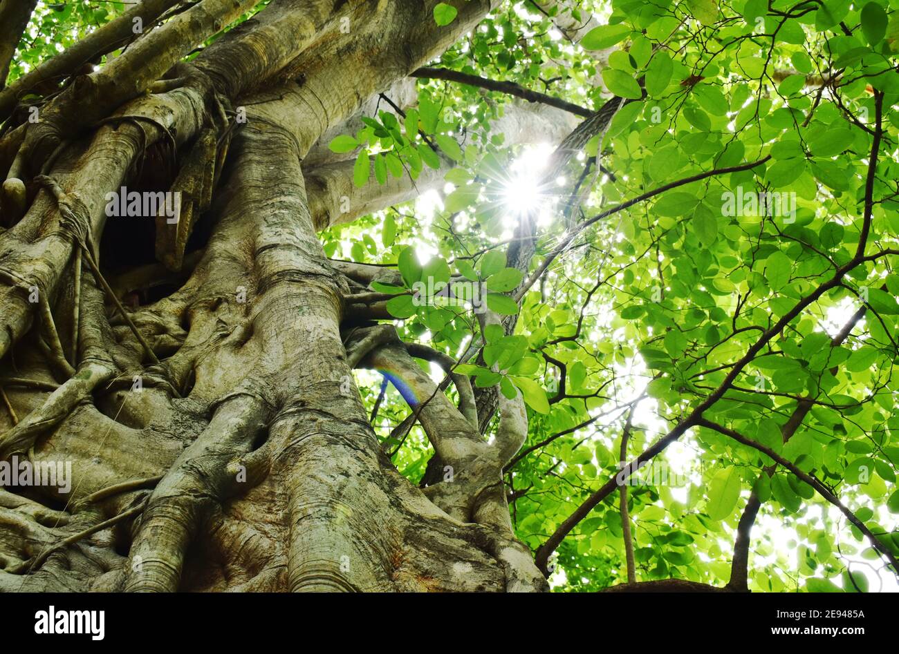 sunlight spreading through big bodhi tree trunk in Wat Lek Tham Kit ...