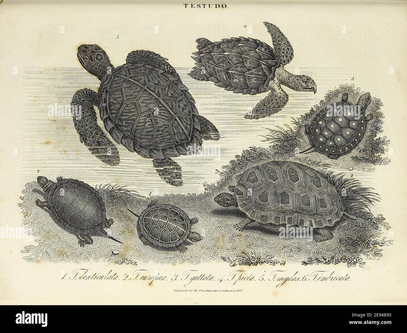 The testudo tortoise hi-res stock photography and images - Alamy