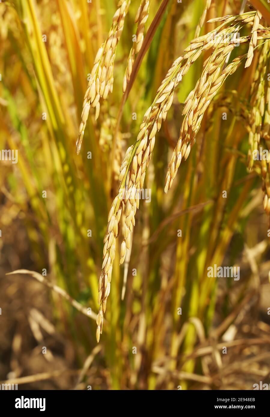 Rice field on rice paddy green color lush growing is a agriculture ...
