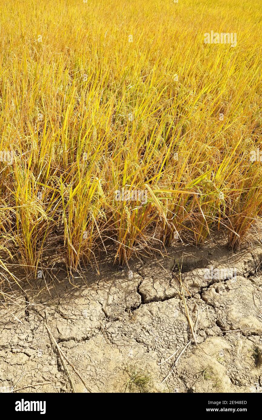 Rice field on rice paddy green color lush growing is a agriculture ...