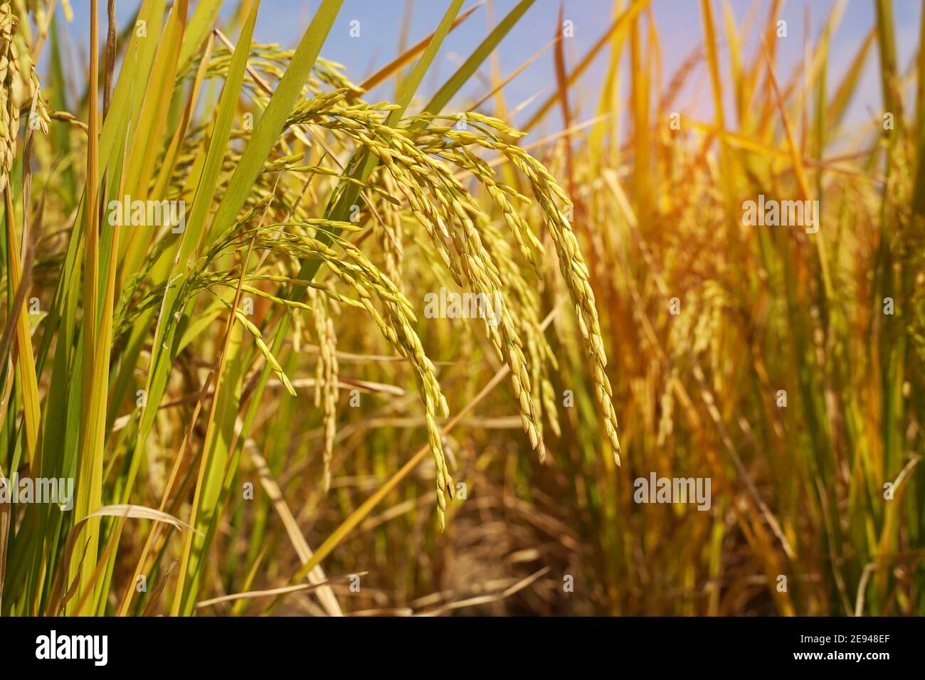 Rice field on rice paddy green color lush growing is a agriculture ...