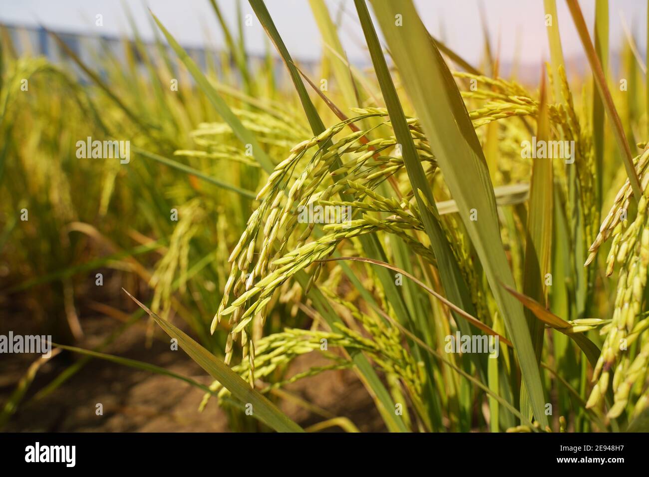 Rice field on rice paddy green color lush growing is a agriculture ...