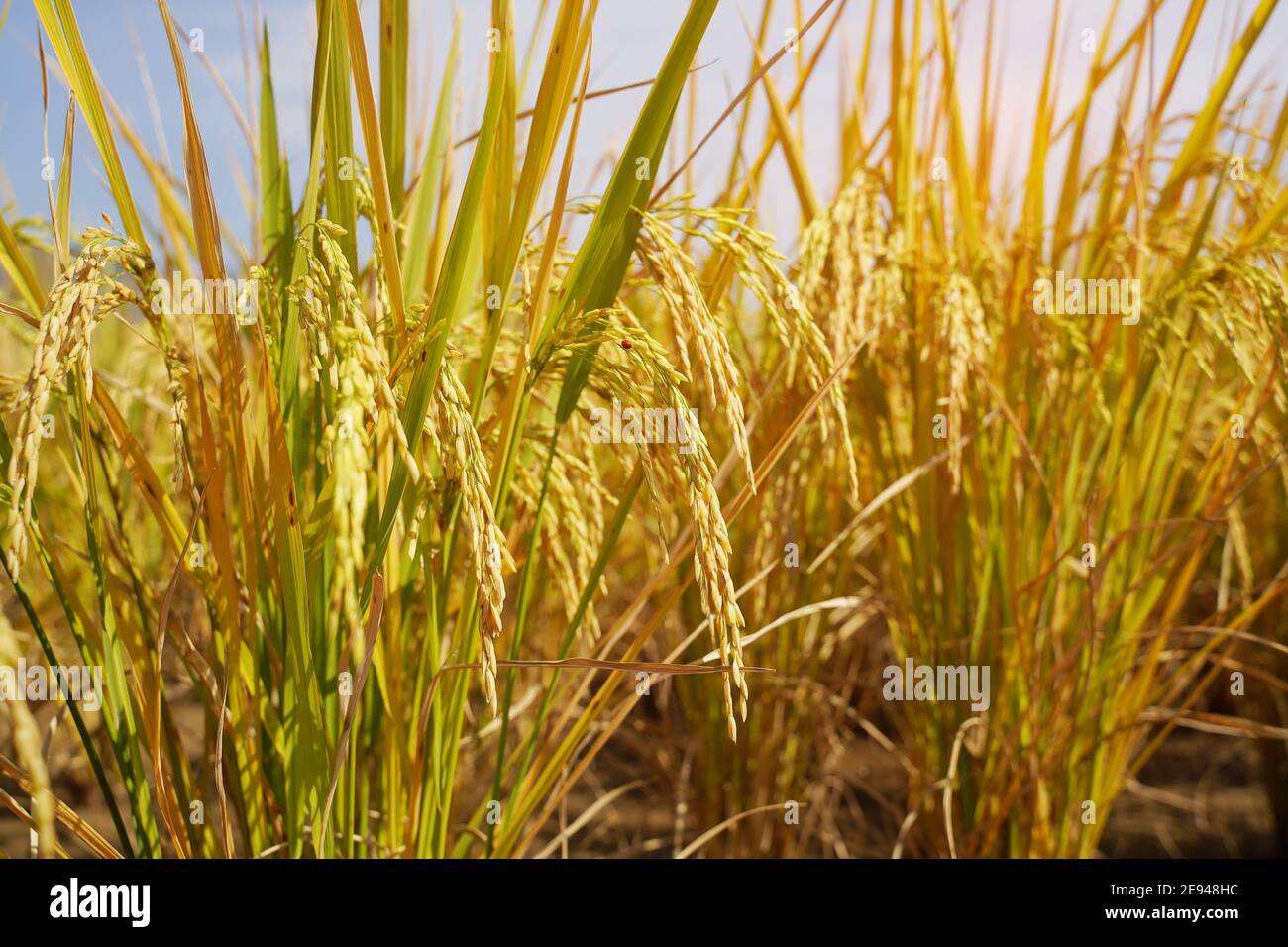 Rice field on rice paddy green color lush growing is a agriculture ...