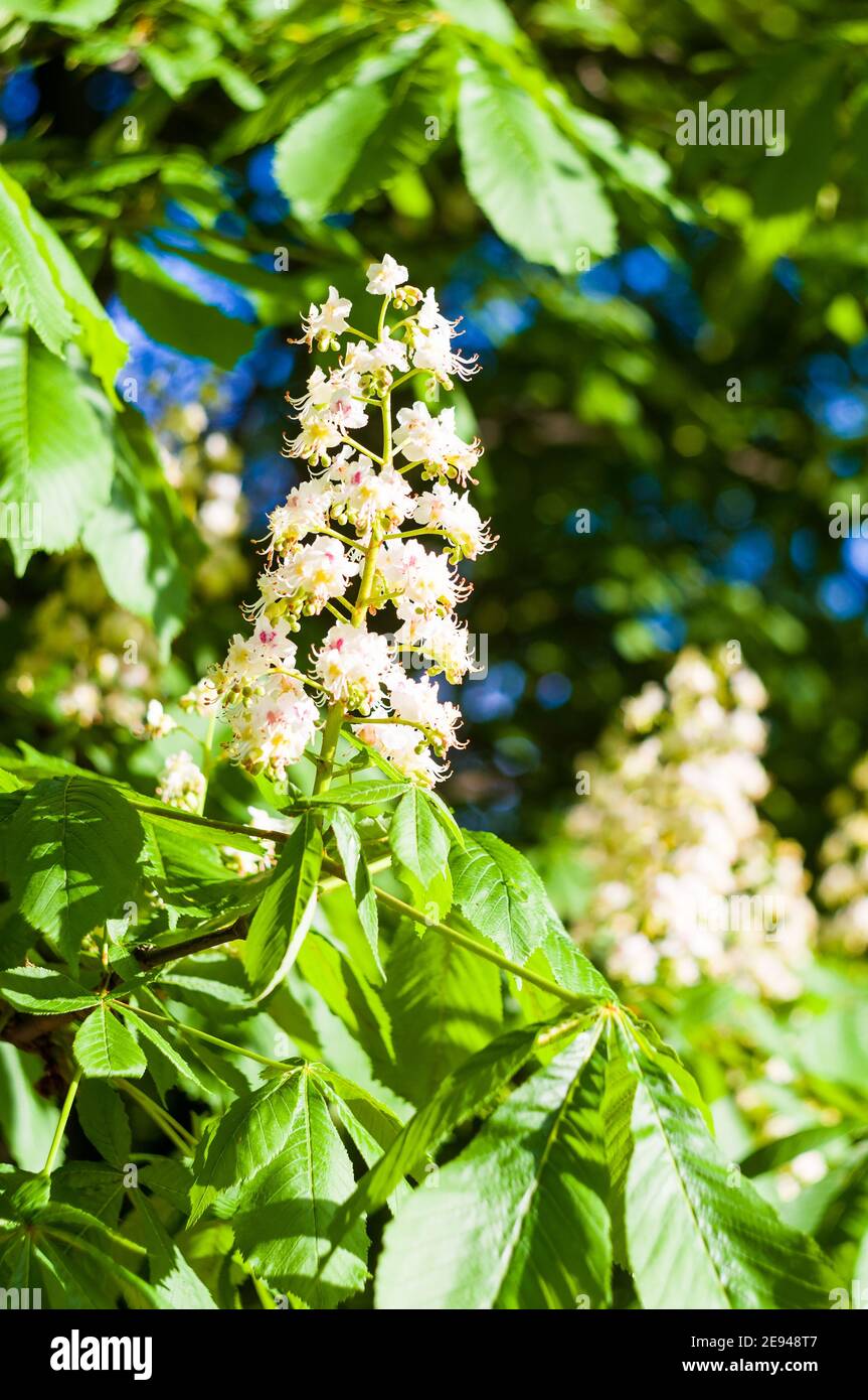 Flowering branches of chestnut Castanea sativa tree, and blue sky Stock ...