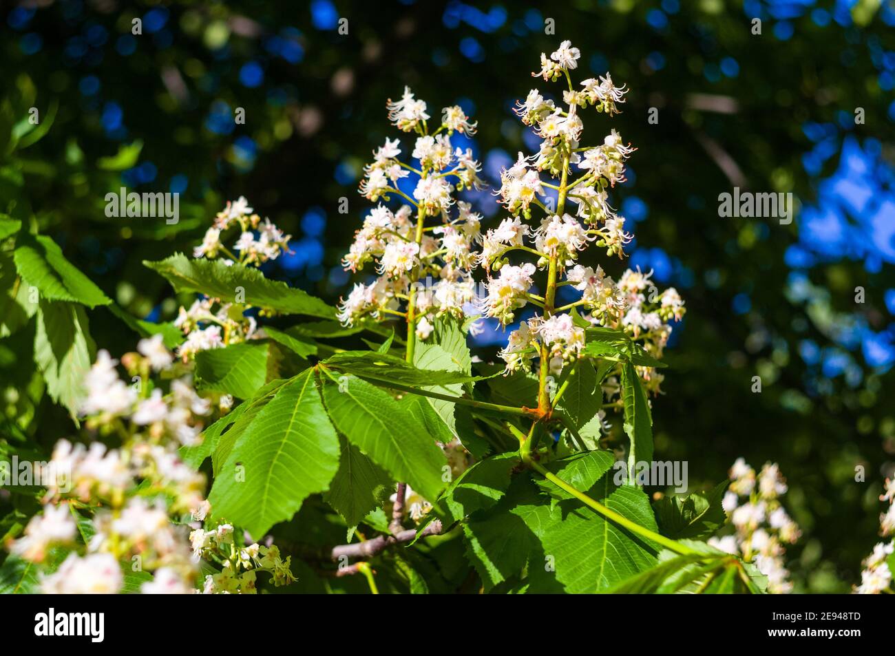 Flowering branches of chestnut Castanea sativa tree, and blue sky Stock ...