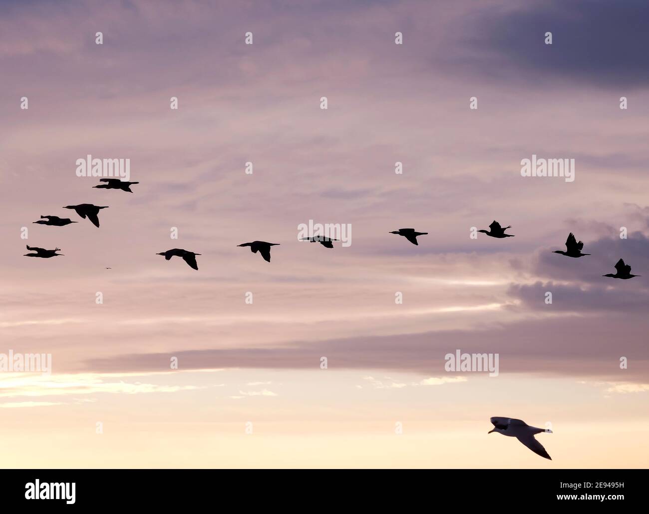 Flock of birds in the sunset Stock Photo - Alamy