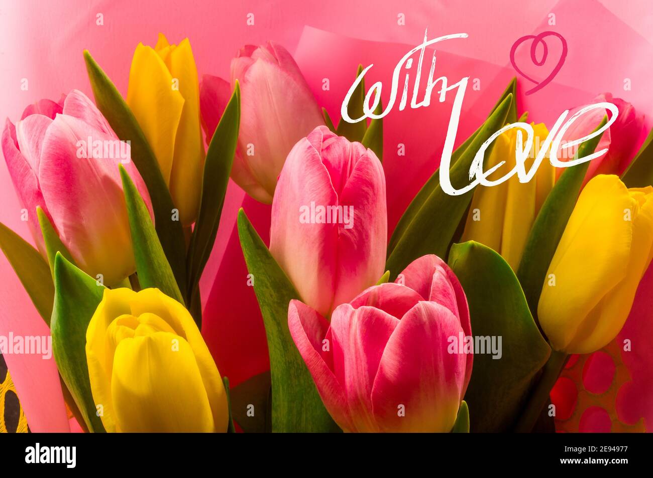 Greeting card - a bouquet of fresh spring pink and yellow tulips ...