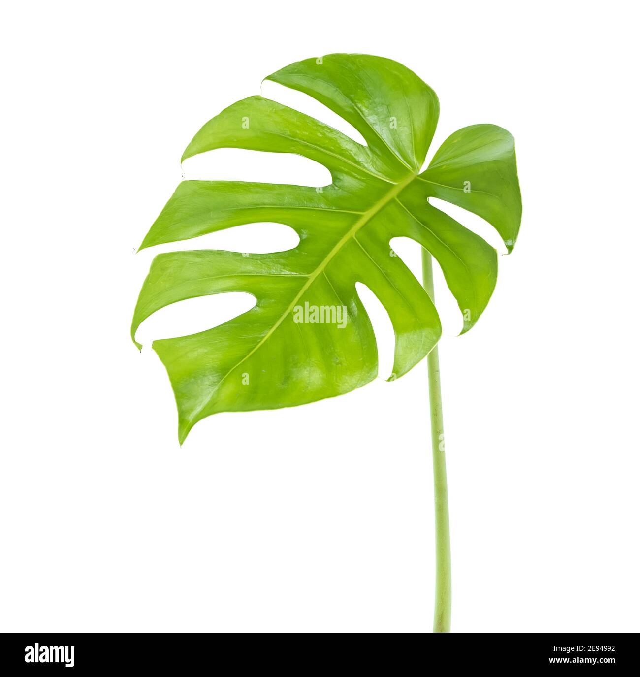 Big fresh monstera leaf Cut Out Stock Images & Pictures - Alamy