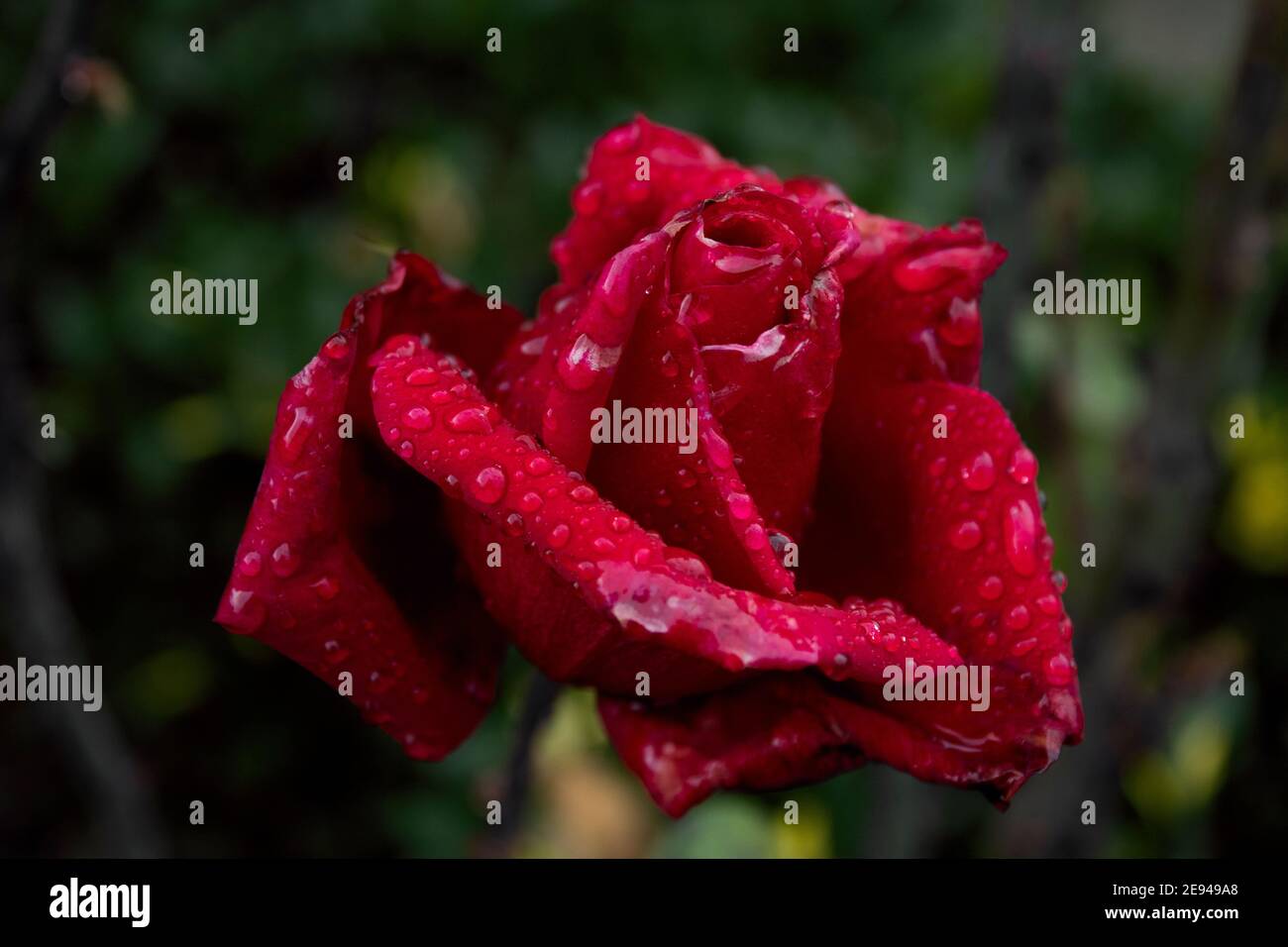 Red rose with rain drops Stock Photo - Alamy