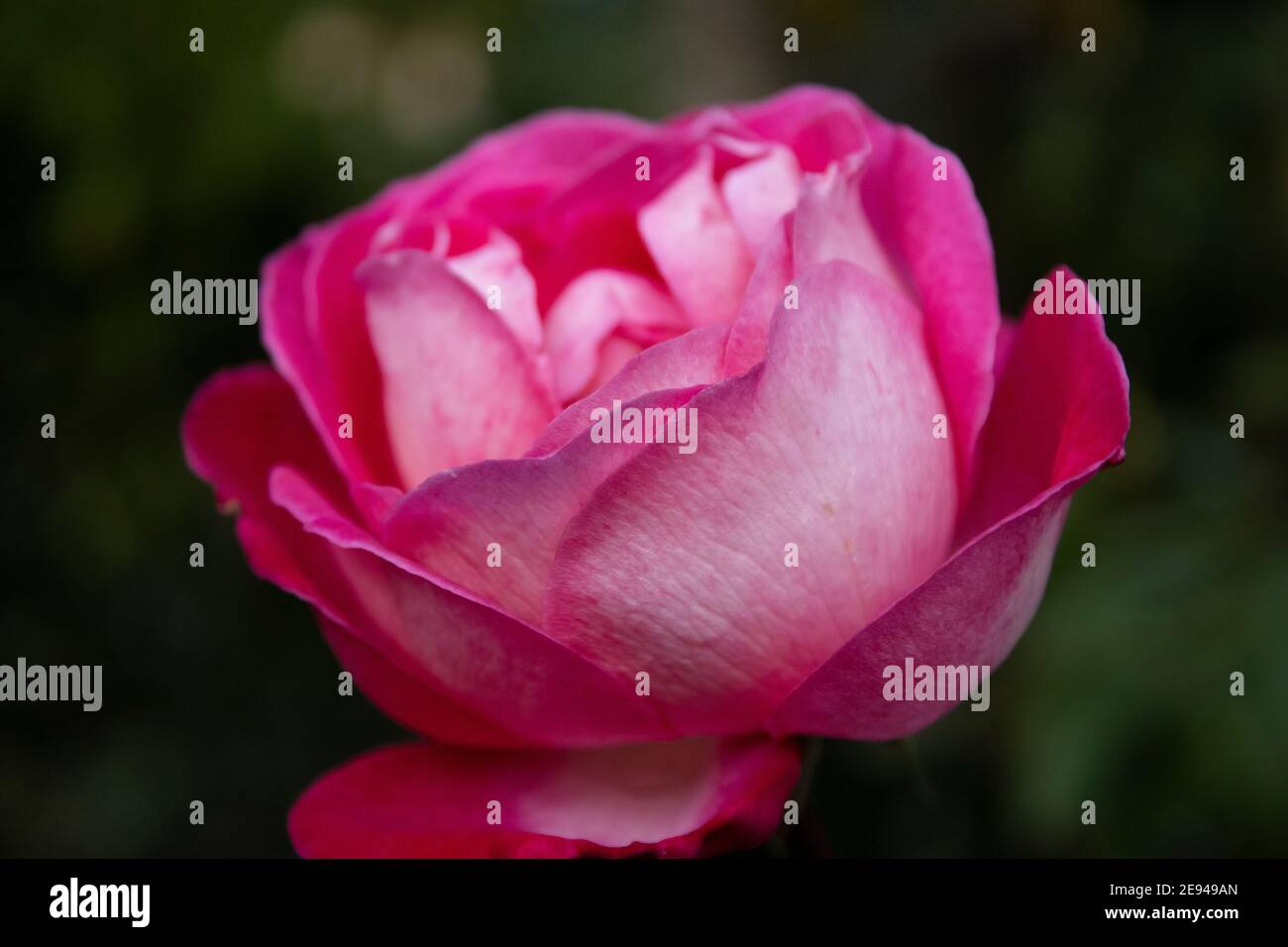 Rose upclose hi-res stock photography and images - Alamy