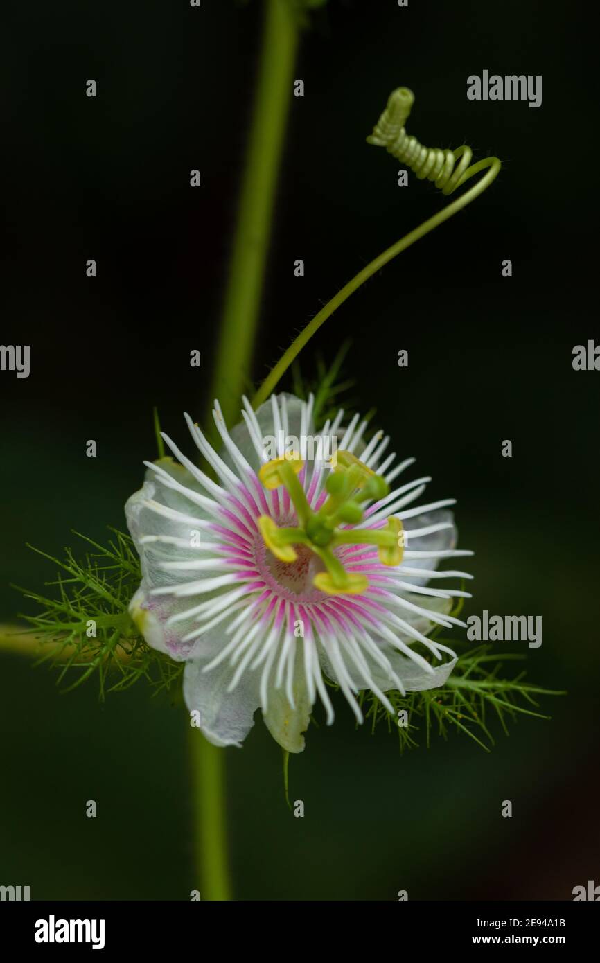 Stinking passion flowers hi-res stock photography and images - Alamy