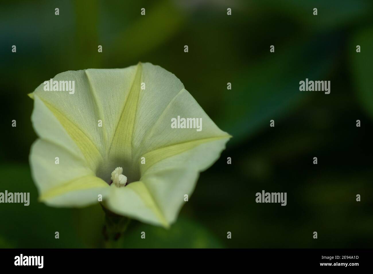 White and off white color flower hi-res stock photography and images ...