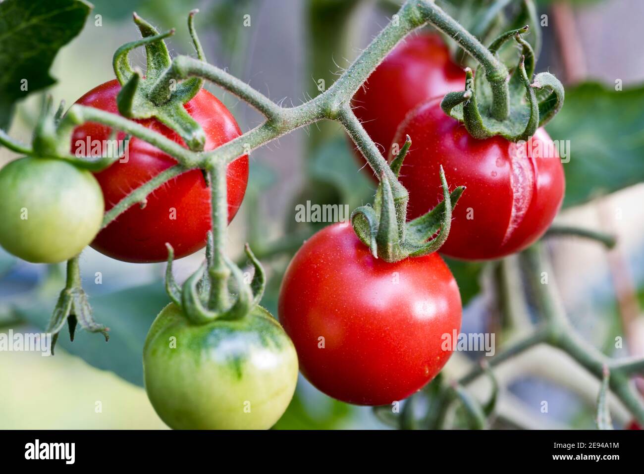 Splitting tomato caused by irregular watering Stock Photo - Alamy
