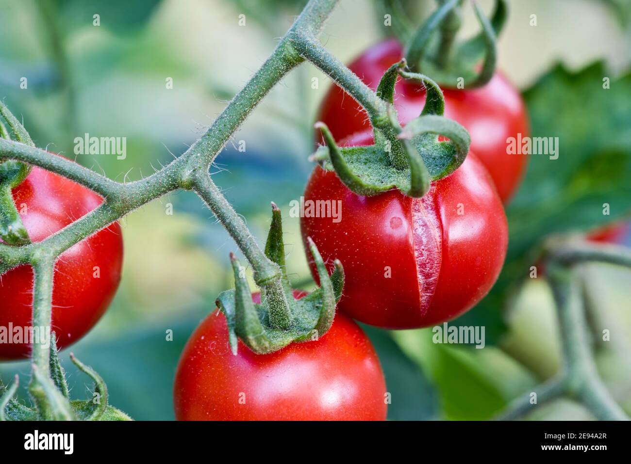 Splitting tomato caused by irregular watering Stock Photo - Alamy
