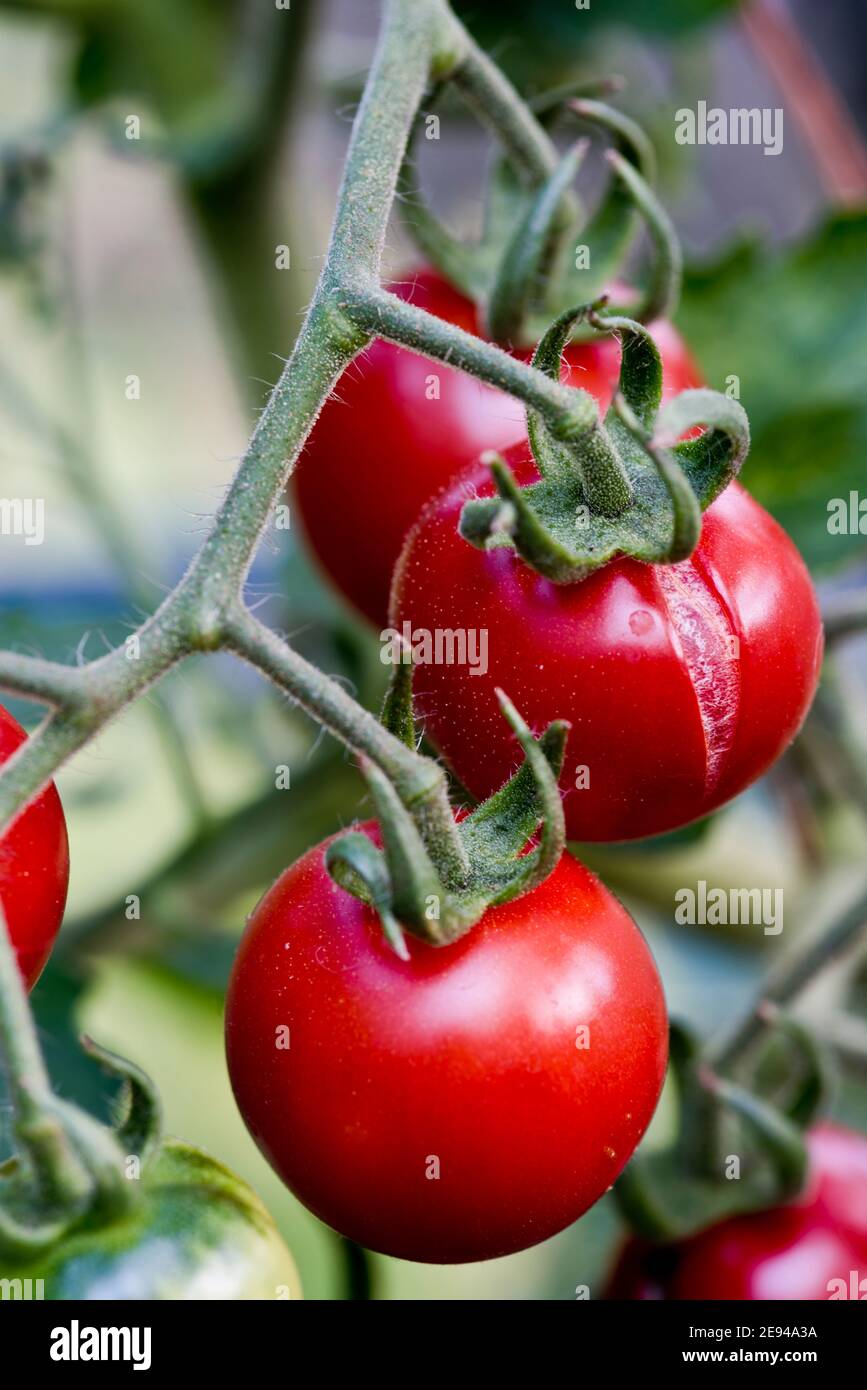 Splitting tomato caused by irregular watering Stock Photo - Alamy