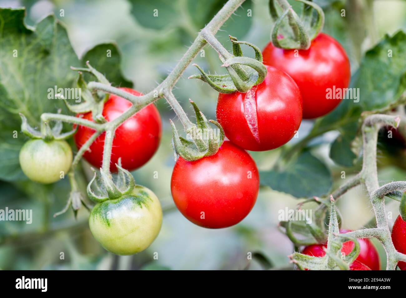 Splitting tomato caused by irregular watering Stock Photo - Alamy