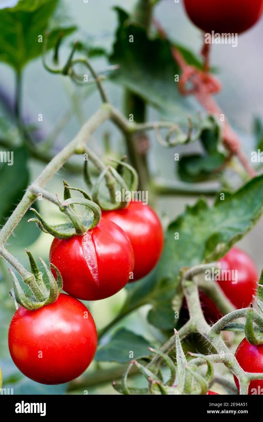 Splitting tomato caused by irregular watering Stock Photo - Alamy