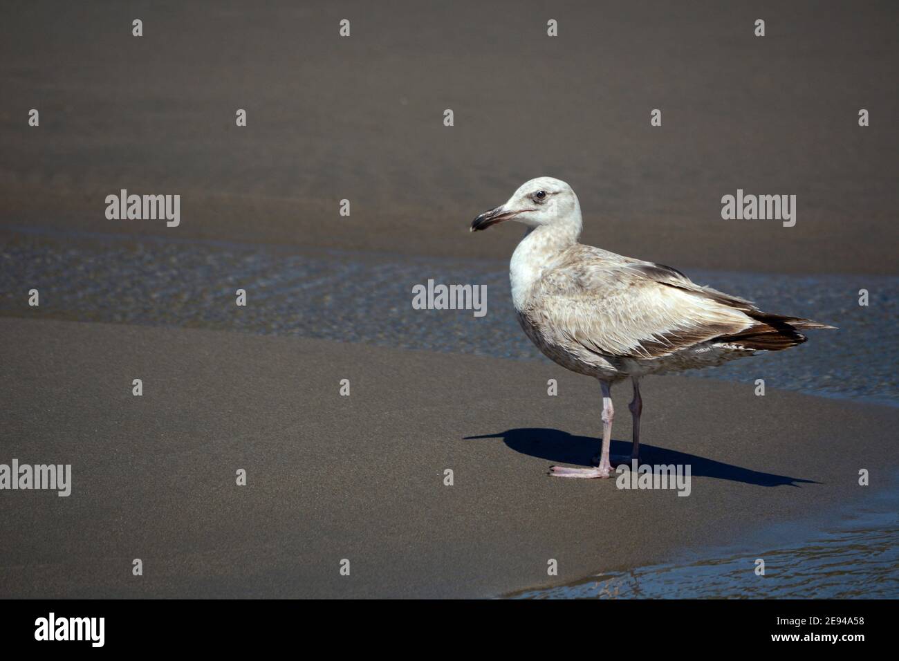 A seagull stands on a sandy Pacific Ocean beach near Bandon, Oregon ...