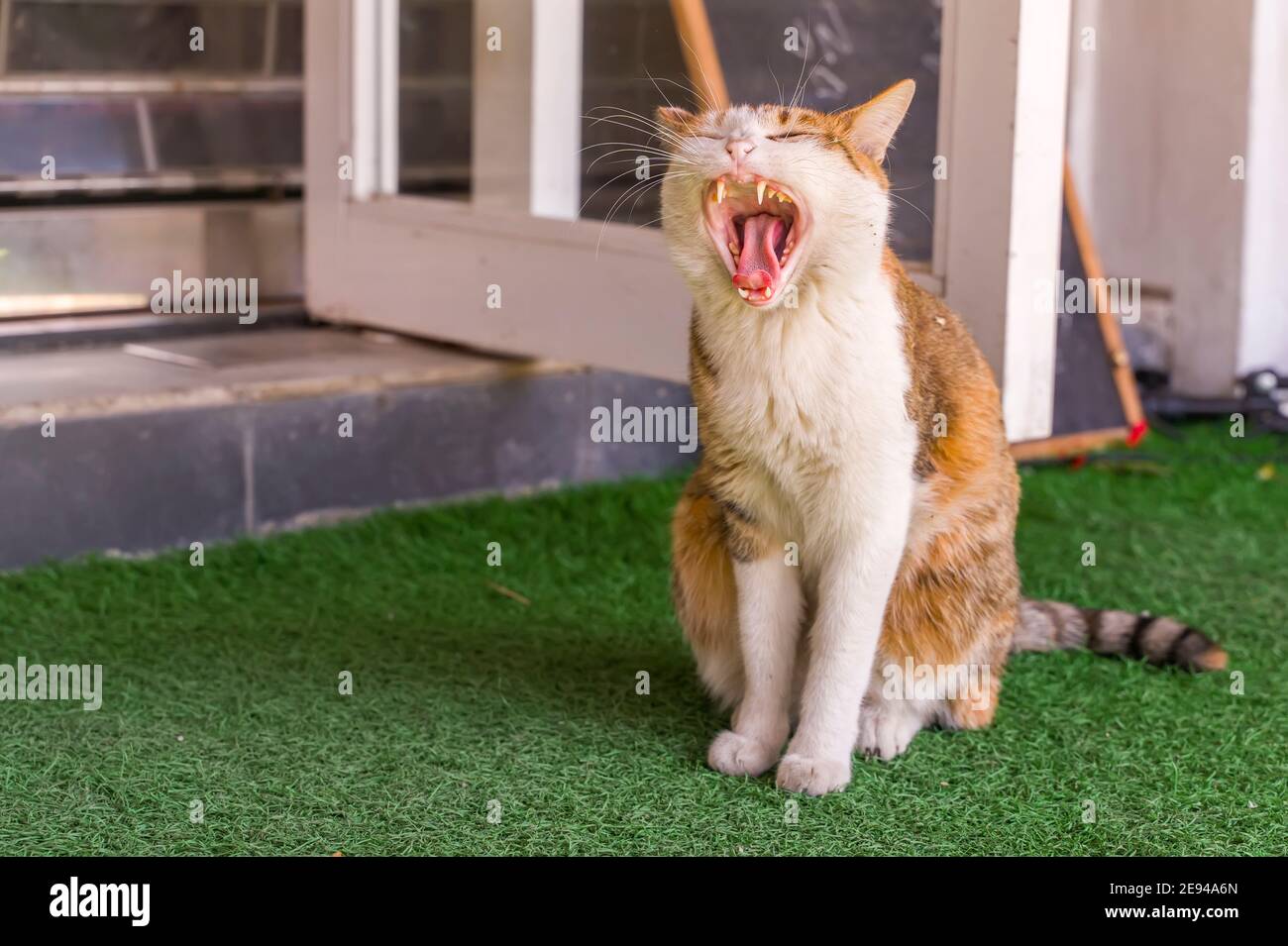 Home backyard hi-res stock photography and images - Alamy