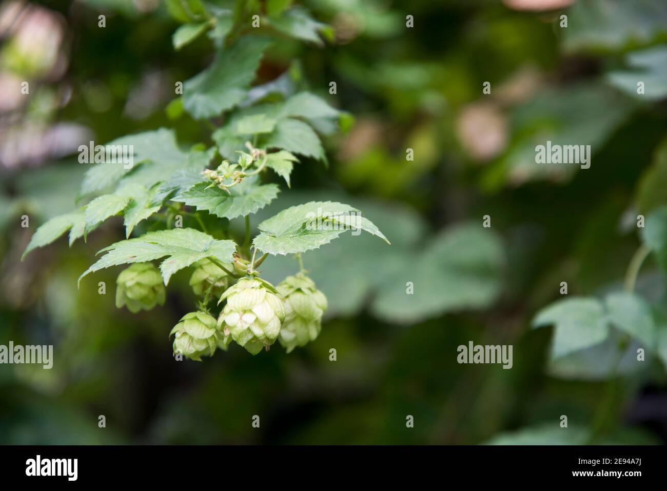 Cultivated hop plant Stock Photo - Alamy
