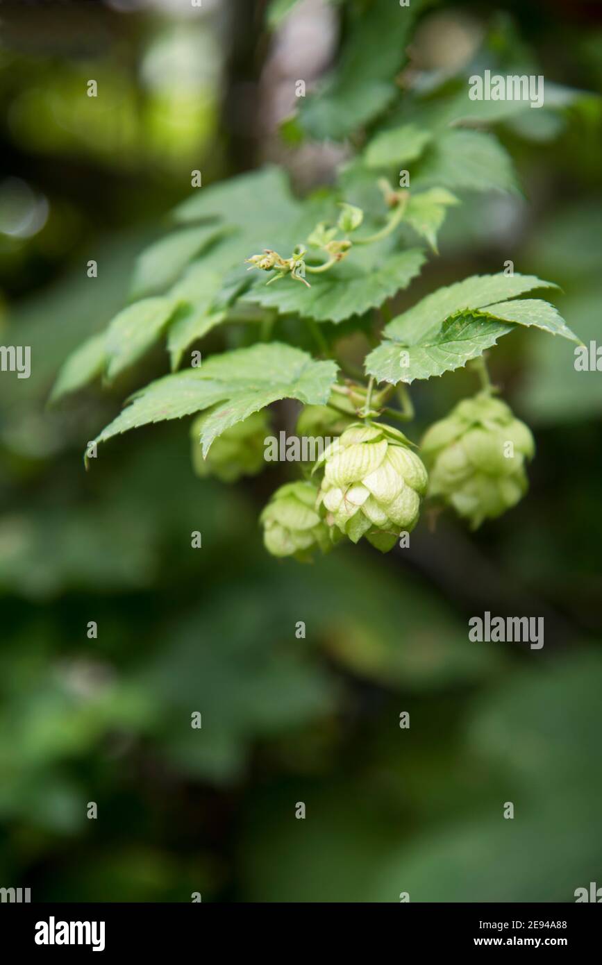Cultivated hop plant Stock Photo - Alamy