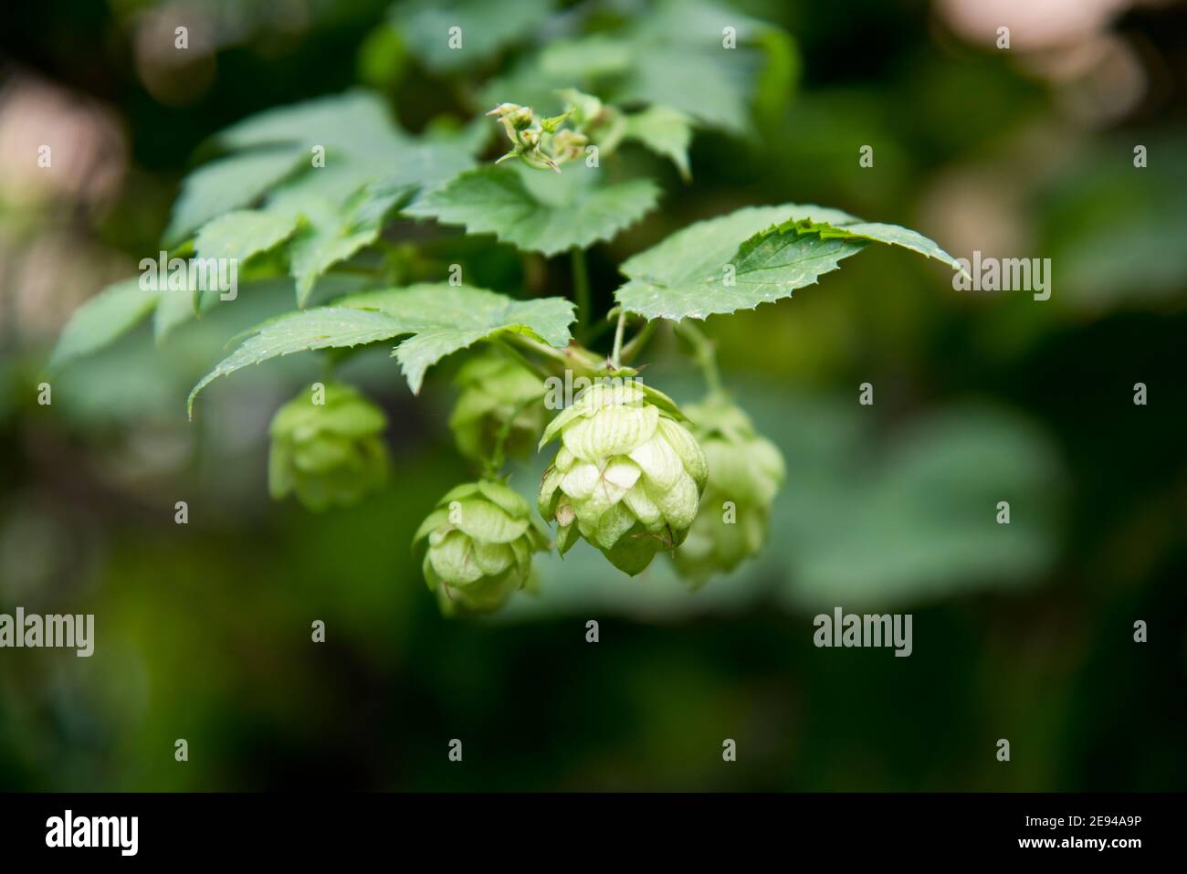 Cultivated hop plant Stock Photo - Alamy