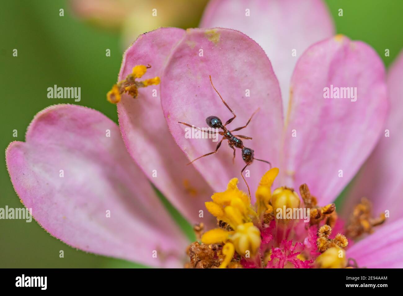 Beautiful image of ants hi-res stock photography and images - Alamy